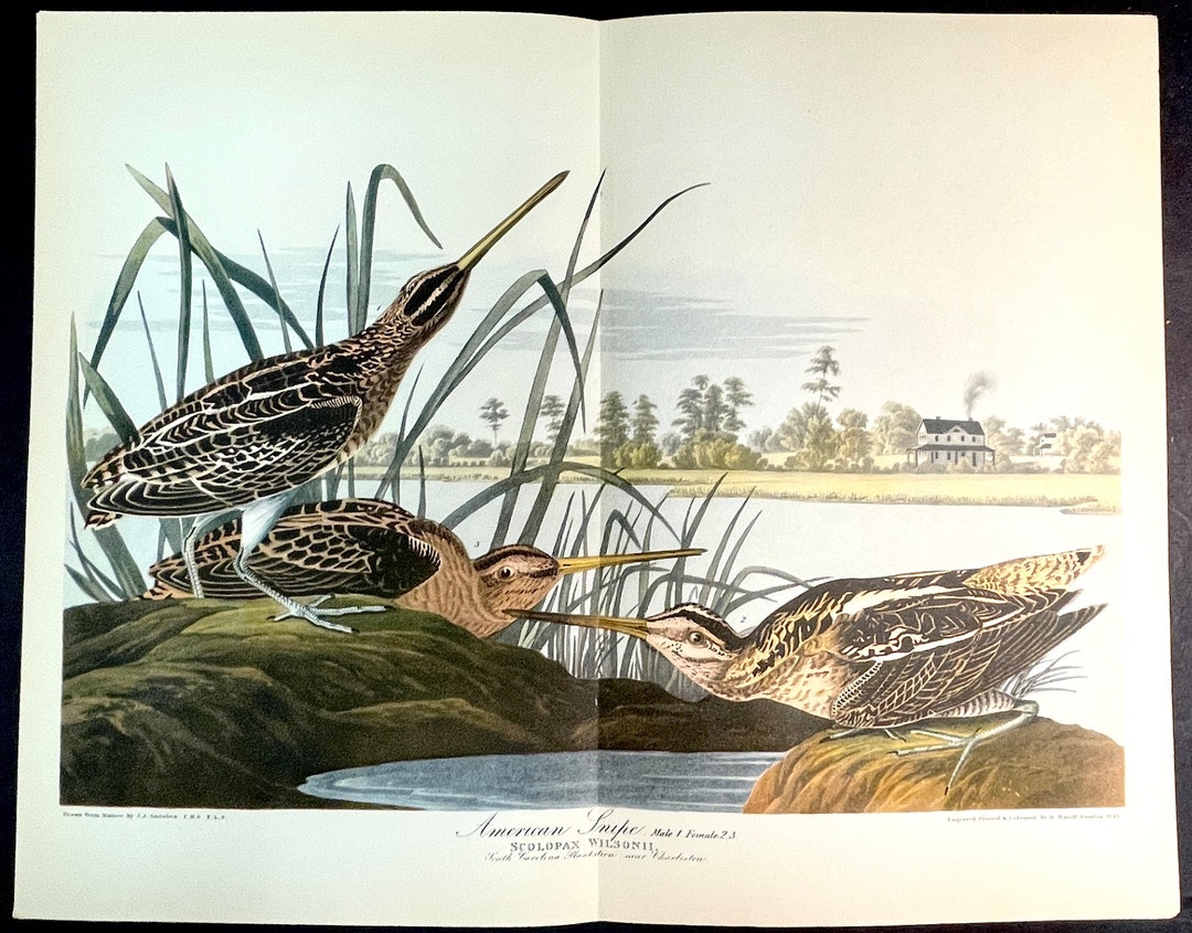Audubon's American Snipe 1940s Lithograph Print - Etsy