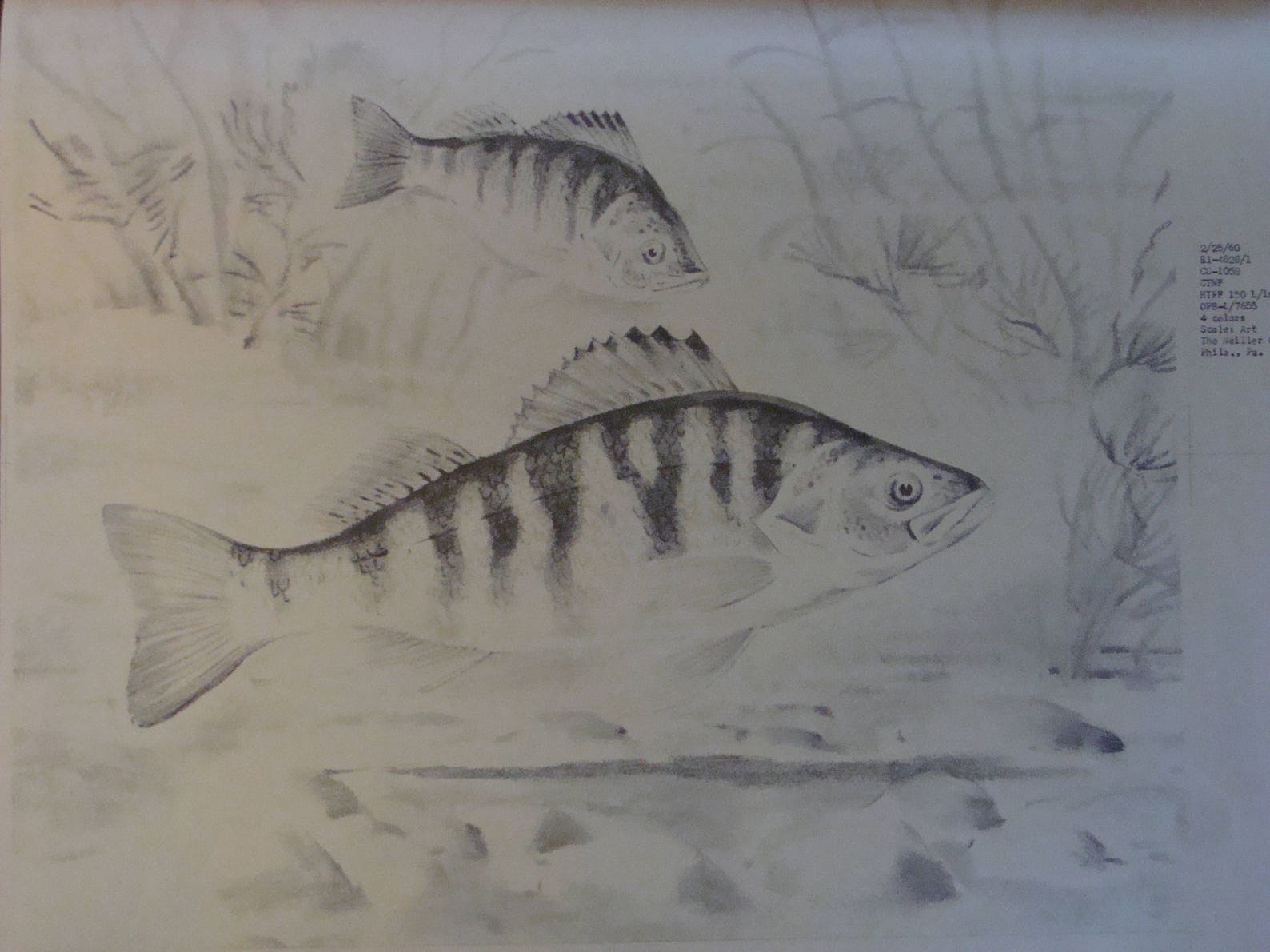 Yellow Perch in Water Advertising Proofs Prints - Etsy