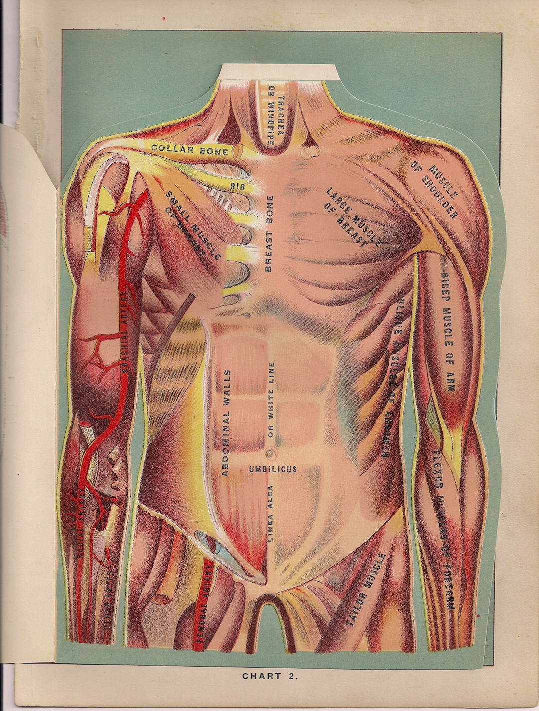 Digital Download 1909 Medical Anatomical Lithographs of Female Upper ...