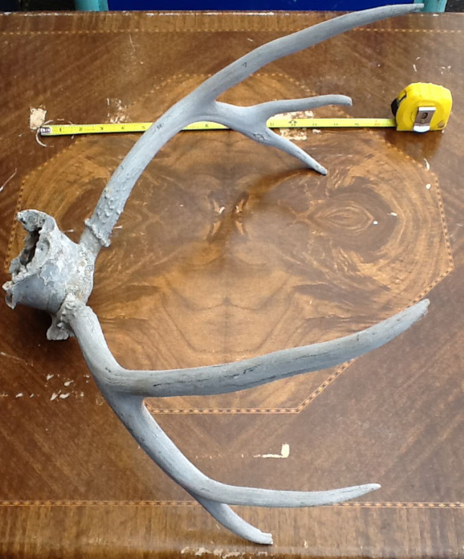 Deer Antler Rack With Skull Cap & 6 Points - Etsy