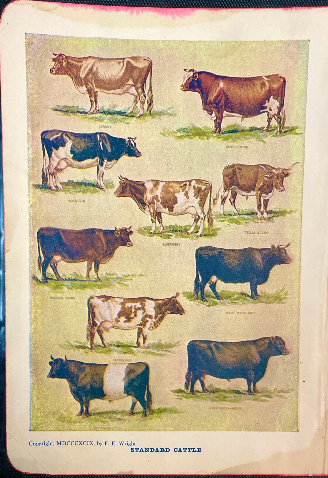 1899 standard Cattle Color Lithograph Bookplate - Etsy