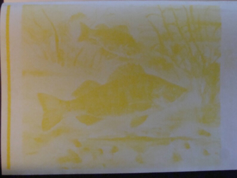 Yellow Perch in Water Advertising Proofs Prints - Etsy