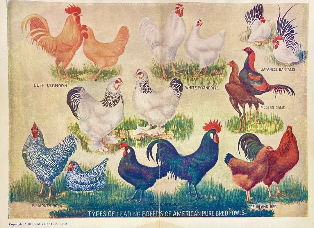 1899 Hand-colored Lithograph types of Leading Breeds of American Pure ...
