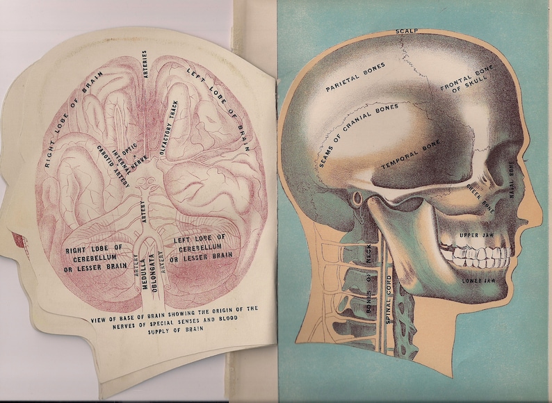 Digital Download- 1900s Brain Map Plus 3 More Layered Views of Head and ...