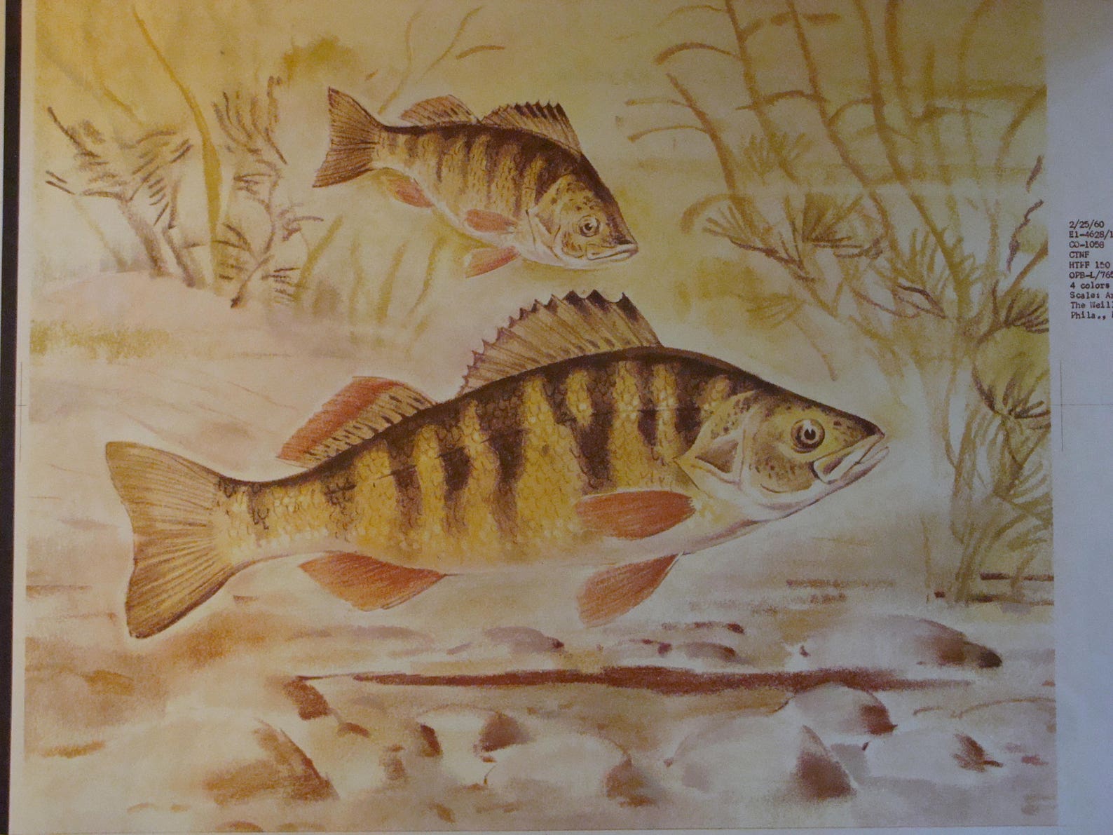 Yellow Perch in Water Advertising Proofs Prints - Etsy