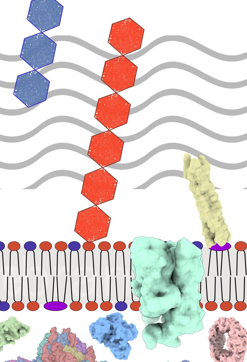 Bacterial Cell Model Paper Craft Kit: Educational Science DIY (digital ...