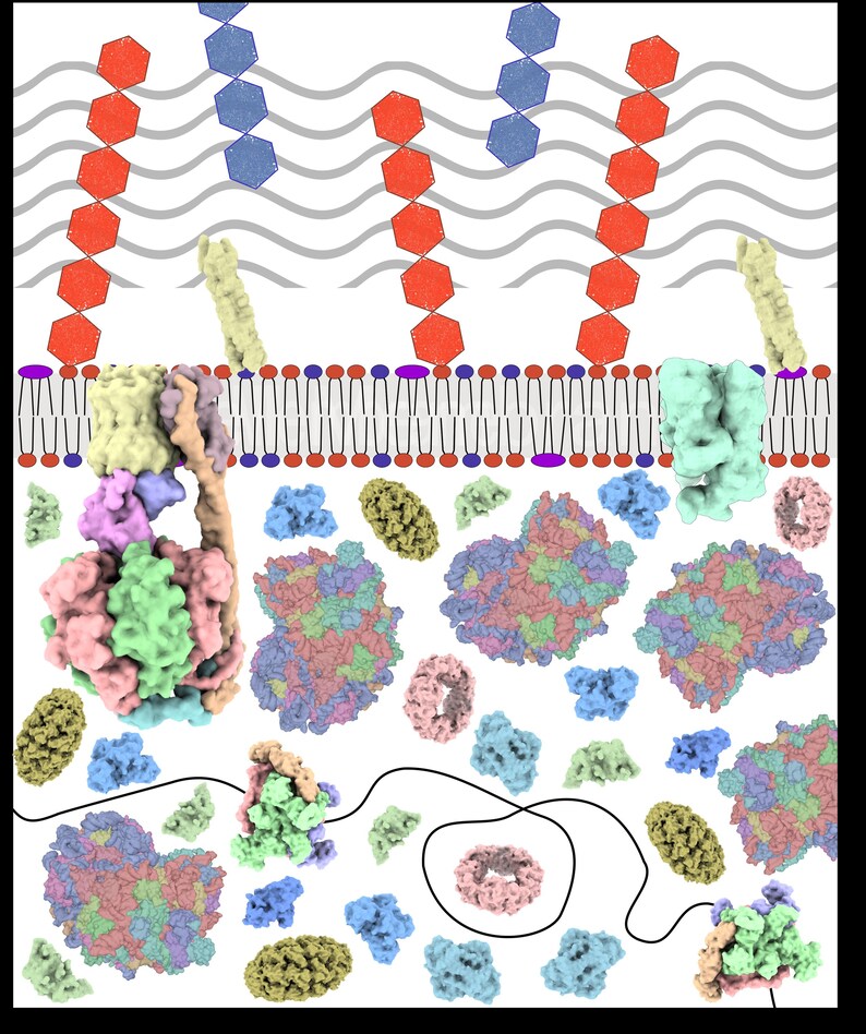 Bacterial Cell Model Paper Craft Kit: Educational Science DIY (digital ...