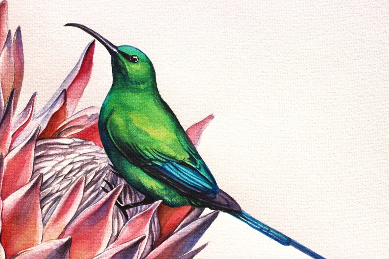 Original Watercolor Sunbird and Protea Flower Painting Bird ...