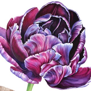 Purple Tulip Original Watercolor Painting Botanical Art Realistic Hand ...