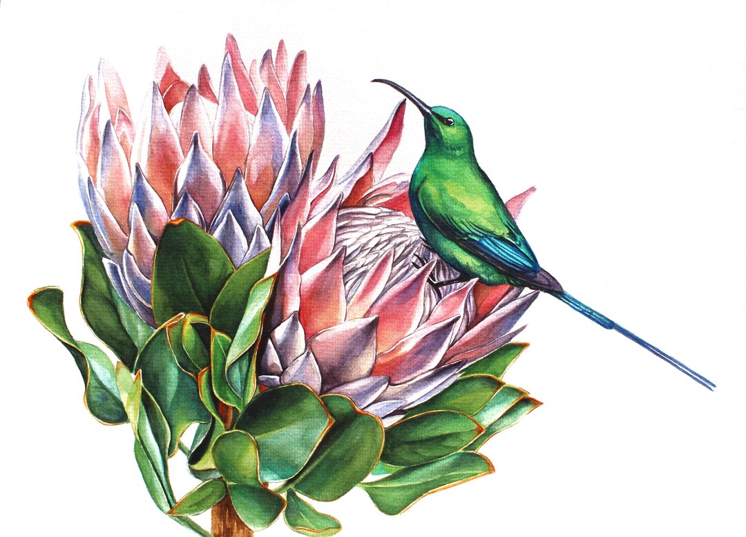 Original Watercolor Sunbird and Protea Flower Painting Bird ...