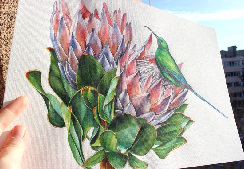 Original Watercolor Sunbird and Protea Flower Painting Bird ...