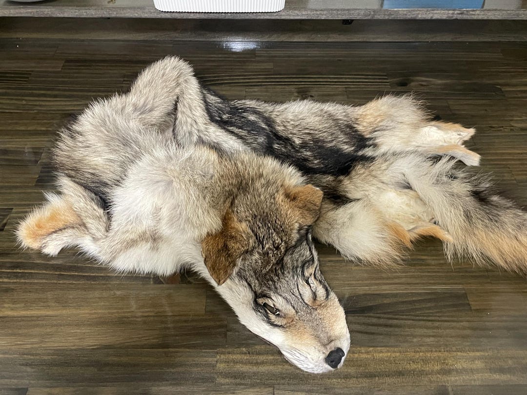 Beautiful Timber Coyote - Etsy