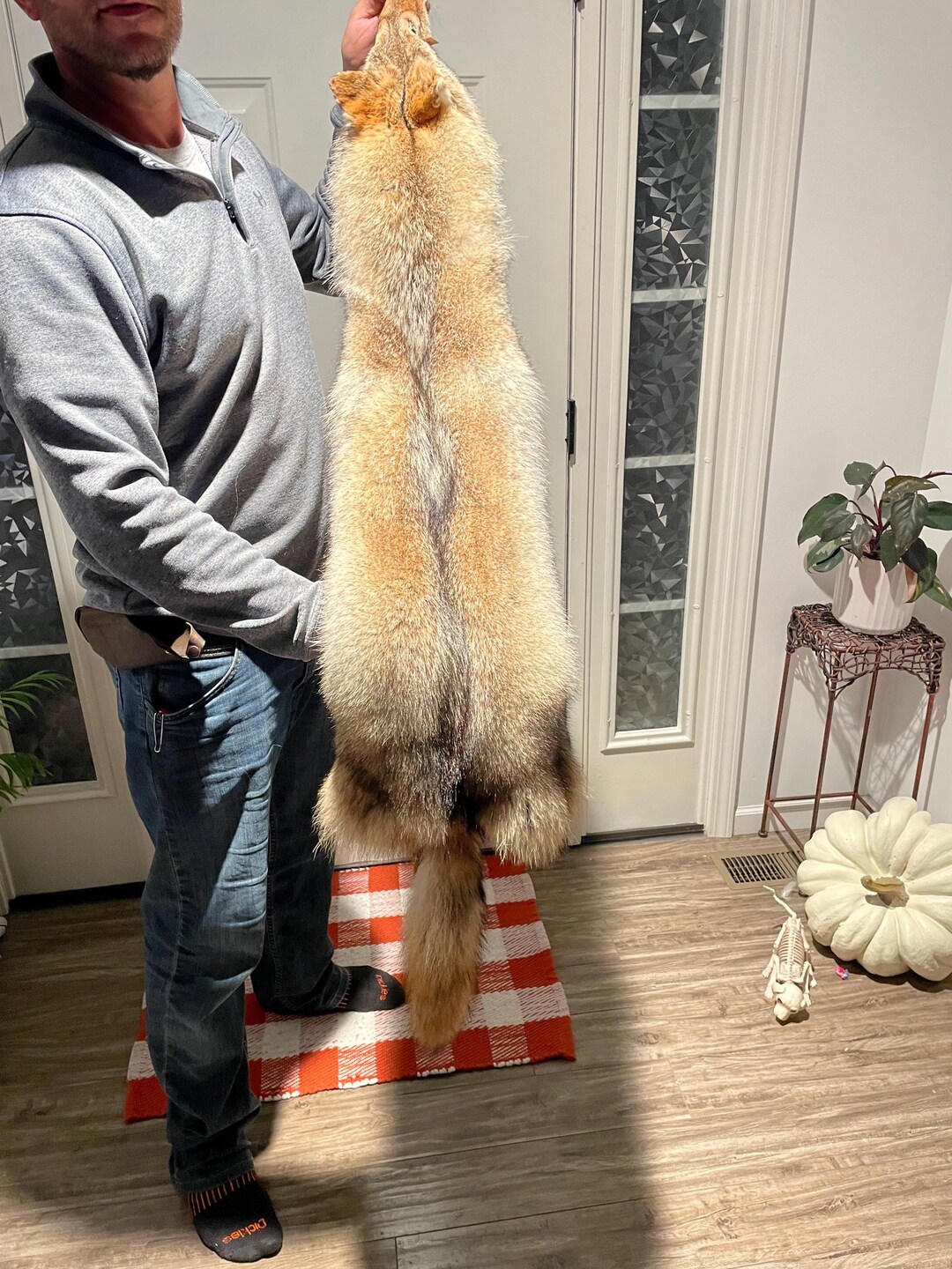 Beautiful Timber Coyote - Etsy