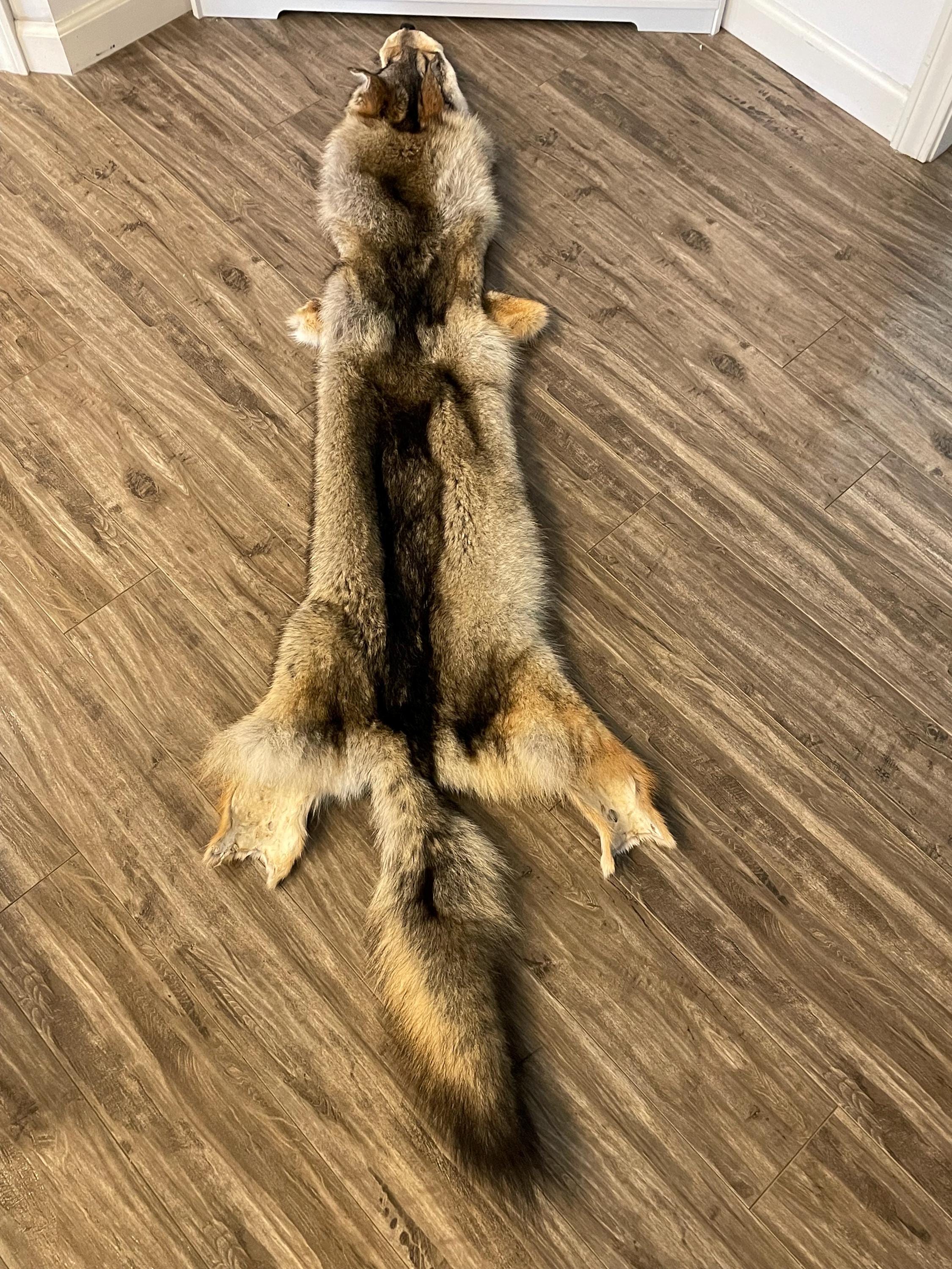 Beautiful Timber Coyote - Etsy