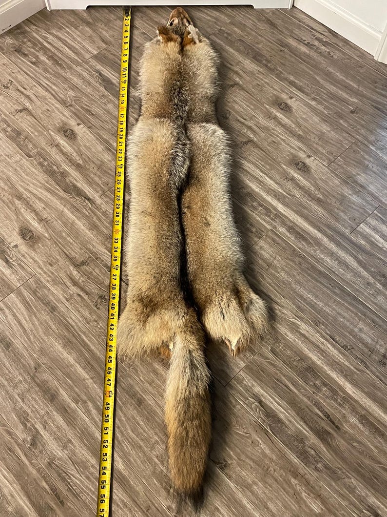 Beautiful Timber Coyote - Etsy