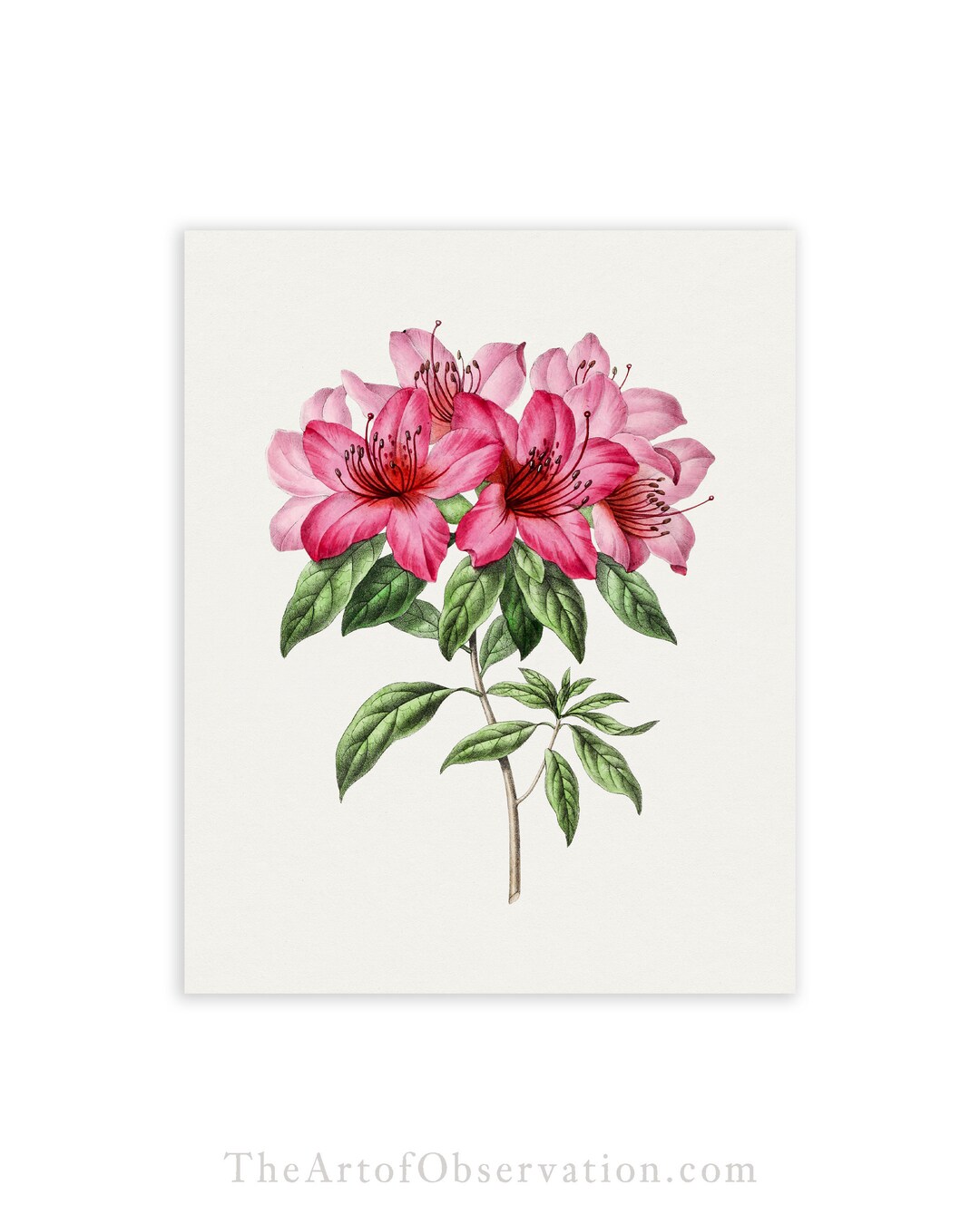 Pink Azalea Wall Art Print Floral Decor Azalea Flower Print Botanical ...
