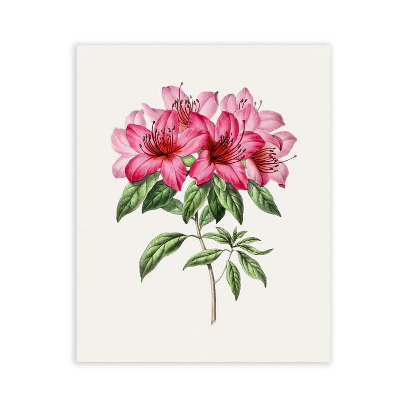 Azalea - Etsy