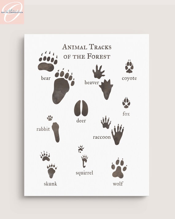 Animal Paw Print Chart