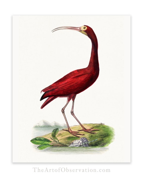 Scarlet Ibis Quotes