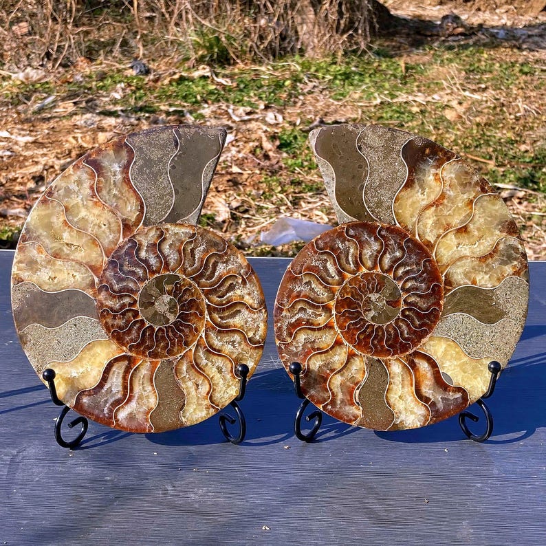 6.7'' Madagascar Ammonite Nautilus Fossil,natural Mineral Specimen ...