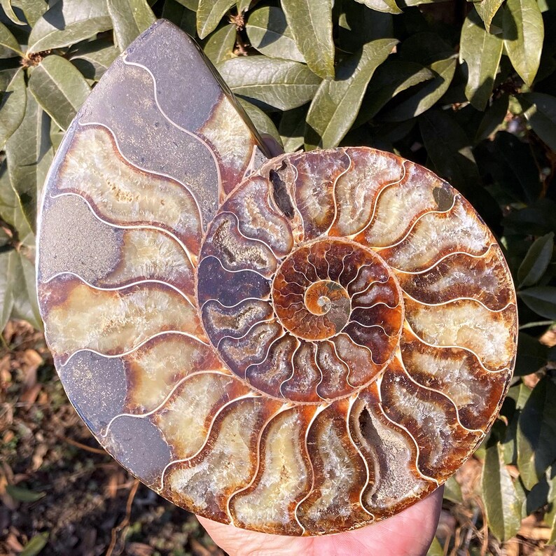 6.7'' Madagascar Ammonite Nautilus Fossil,natural Mineral Specimen ...