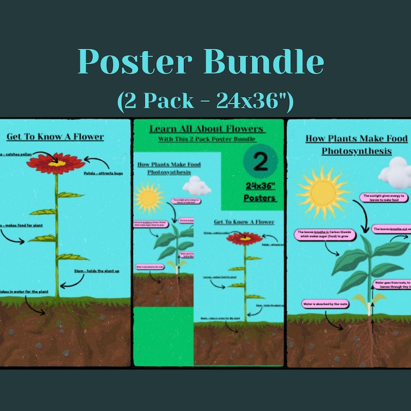 Photosynthesis Poster - Etsy