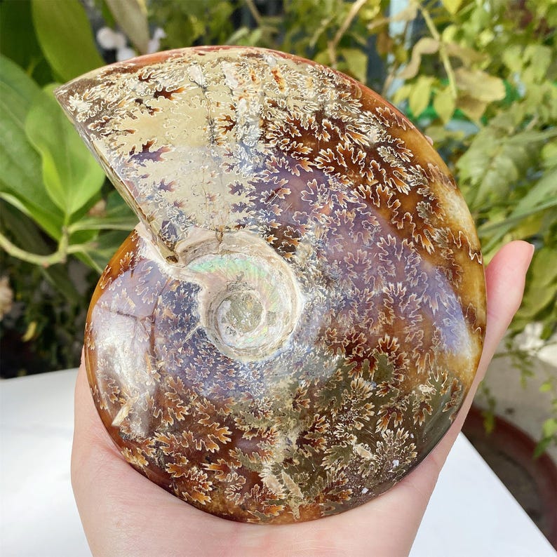 Polished Ammonite Fossil Halves: Natural Crystal Healing Decor - Etsy ...