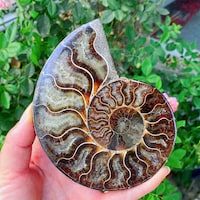 How a Fossil is Formed Foldable Sequencing Activity and Reading ...