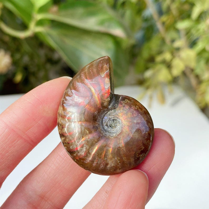Polished Ammonite Fossil Halves: Natural Crystal Healing Decor - Etsy ...
