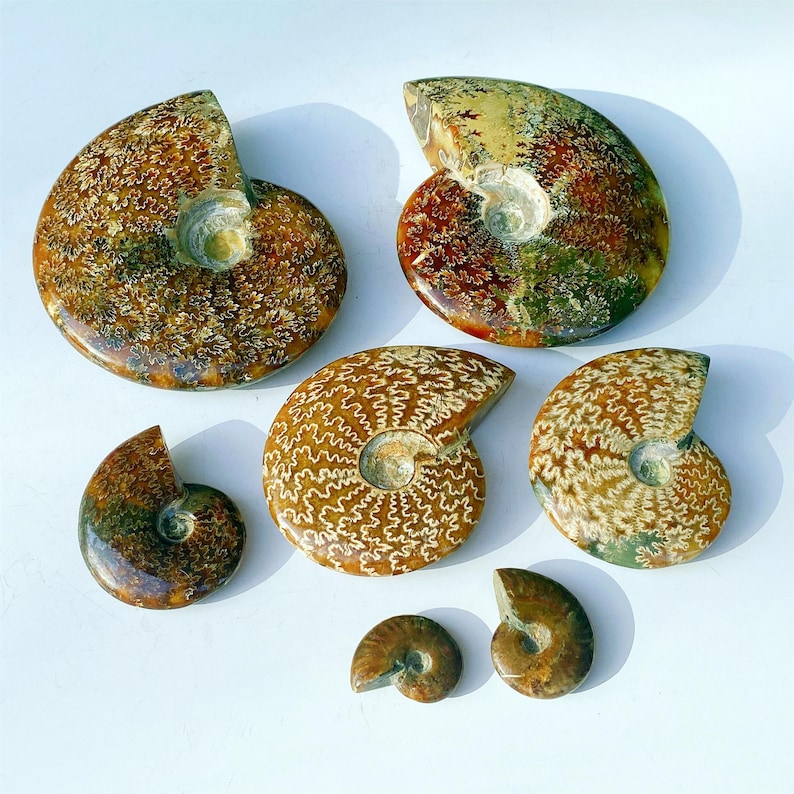 Polished Ammonite Fossil Halves: Natural Crystal Healing Decor - Etsy ...