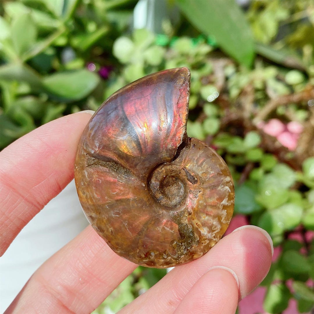 Fire Iridescent Ammonite Fossils, RARE Red Opalized Ammonites: Natural ...