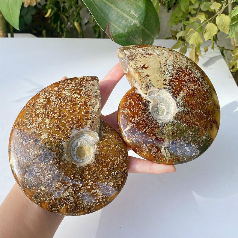 Polished Ammonite Fossil Halves: Natural Crystal Healing Decor - Etsy ...
