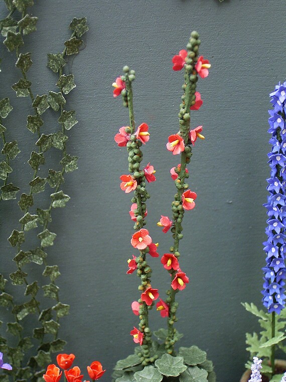Miniature Hollyhock Info