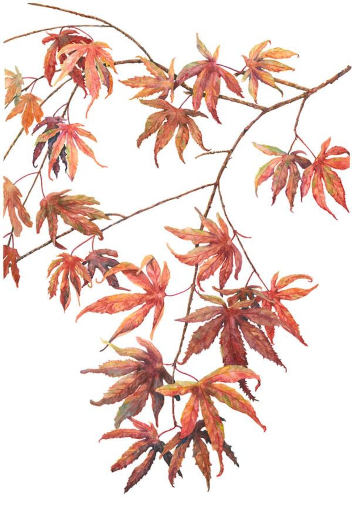 Japanese Maple Tree Botanical Illustration at Aids Memorial Grove, San ...