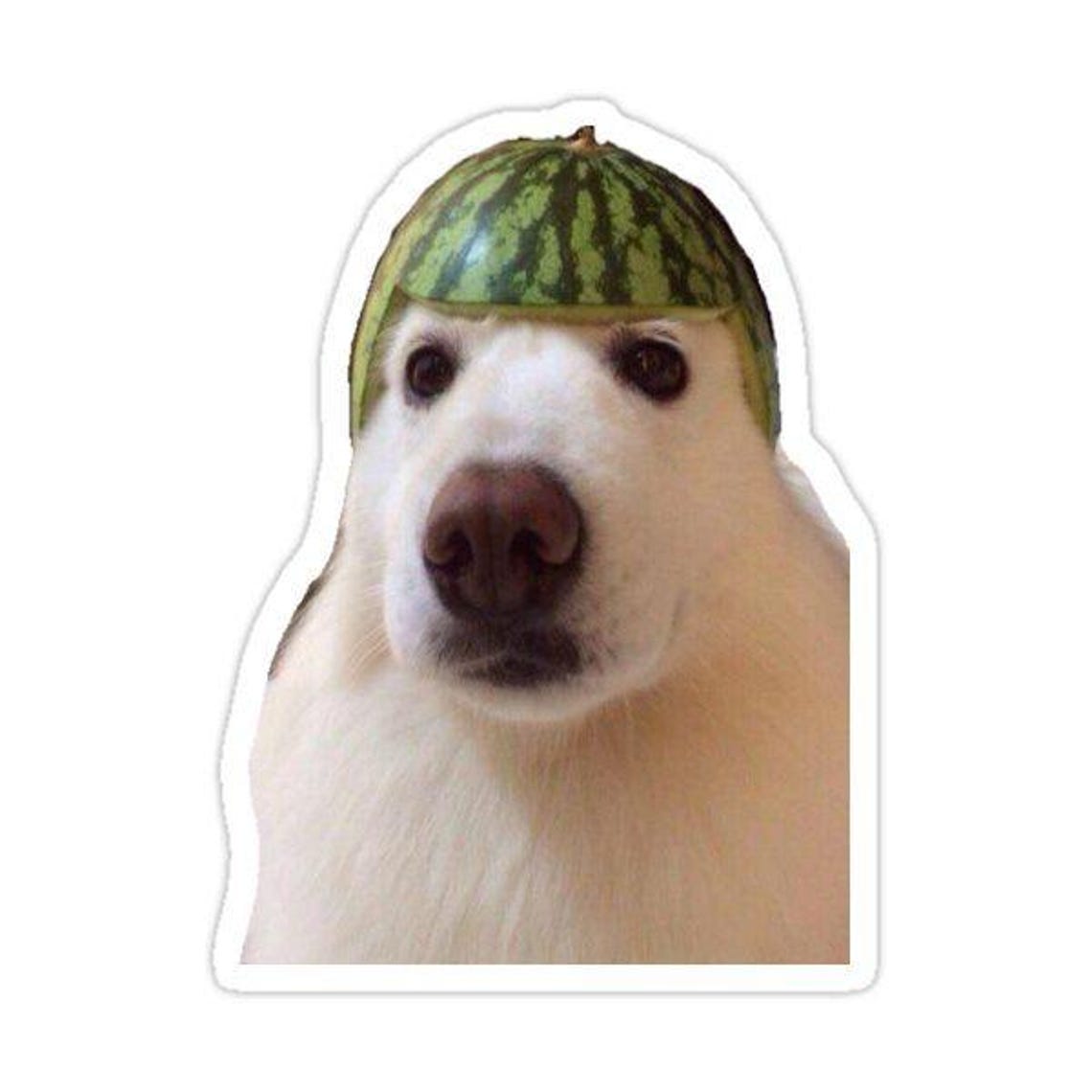 Meme Photo Sticker Watermelon Dog ,meme Sticker, Funny Stickers, Water ...