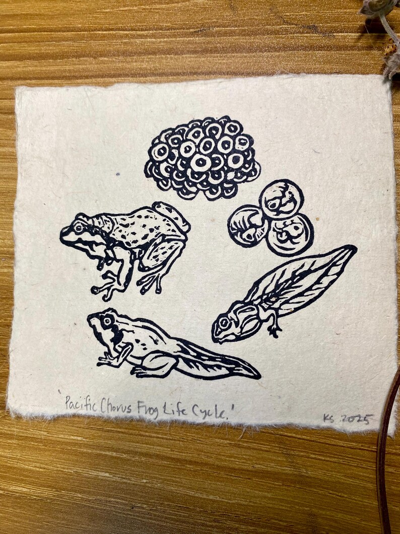 Pacific Chorus Tree Frog Life Cycle Wildlife California Linocut Relief ...