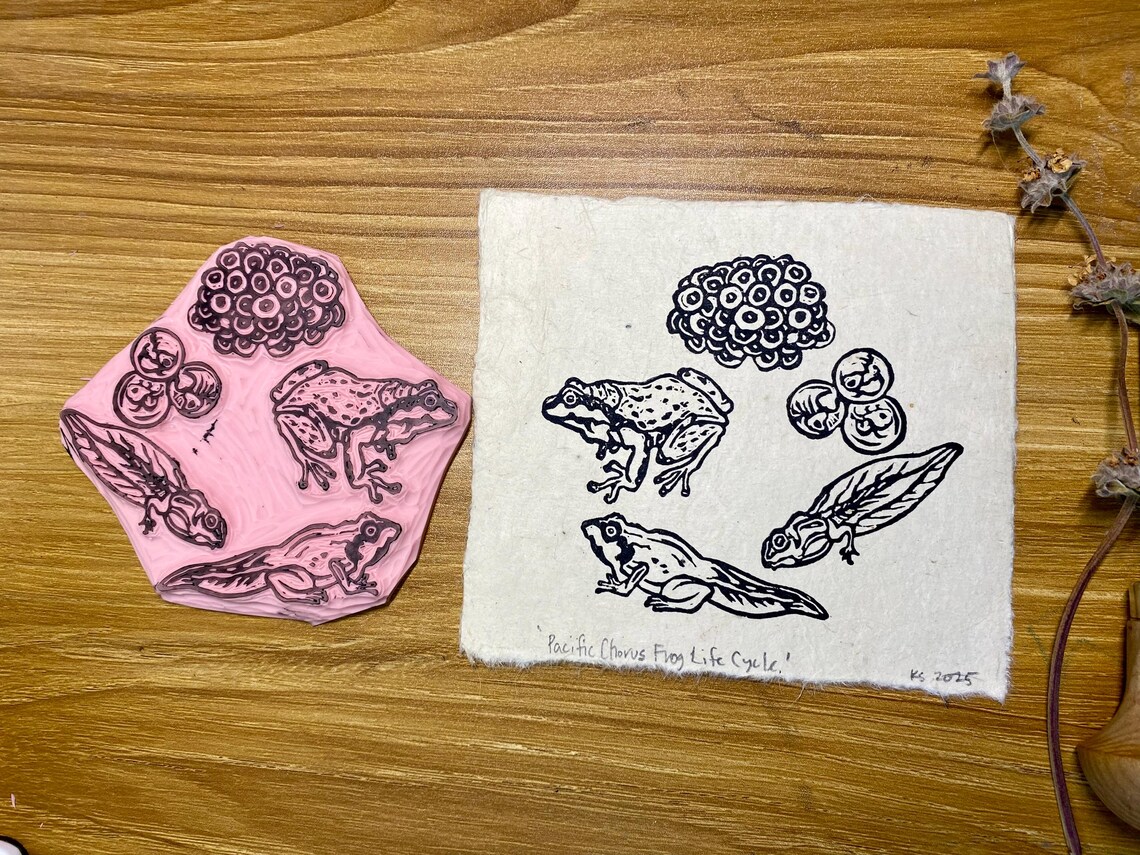 Pacific Chorus Tree Frog Life Cycle Wildlife California Linocut Relief ...