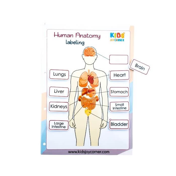 Human Body Busy Book | Printable Anatomy and Body Systems Learning ...