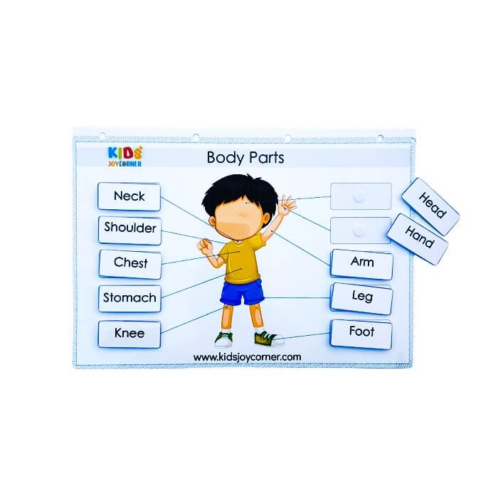 Human Body Busy Book | Printable Anatomy and Body Systems Learning ...