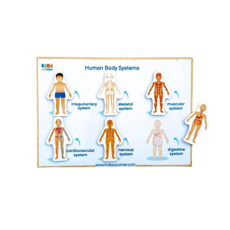 Human Body Busy Book | Printable Anatomy and Body Systems Learning ...
