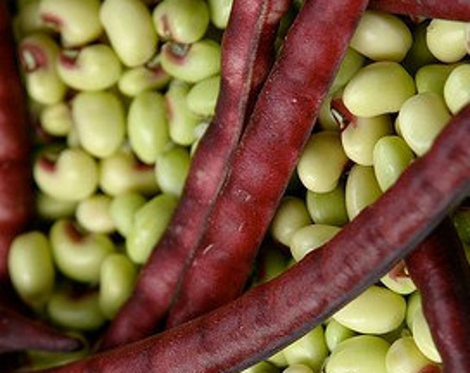 50 Pink Eye Purple Hull Pea Seeds Non GMO, Heirloom Variety, Open ...