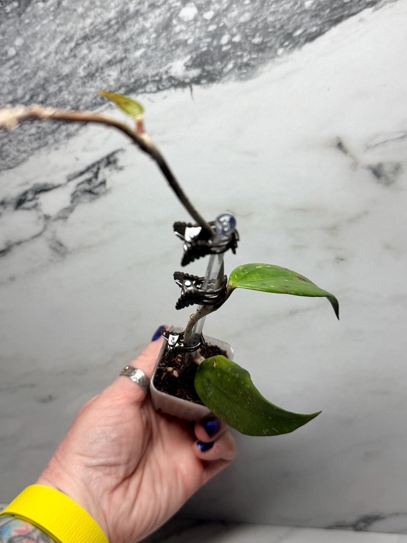 Hoya Rigida EPC-605 Pink Flowers | Rooted Live Plant | Rare Collector ...