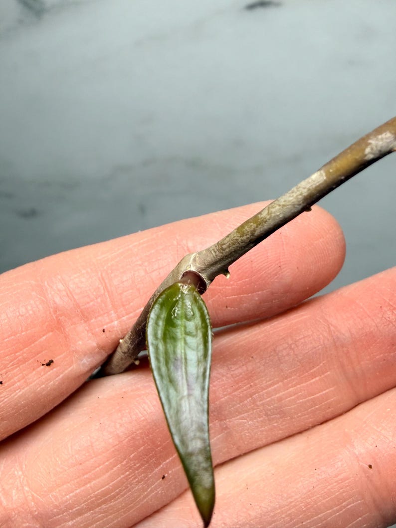 Hoya Rigida EPC-605 Pink Flowers | Rooted Live Plant | Rare Collector ...