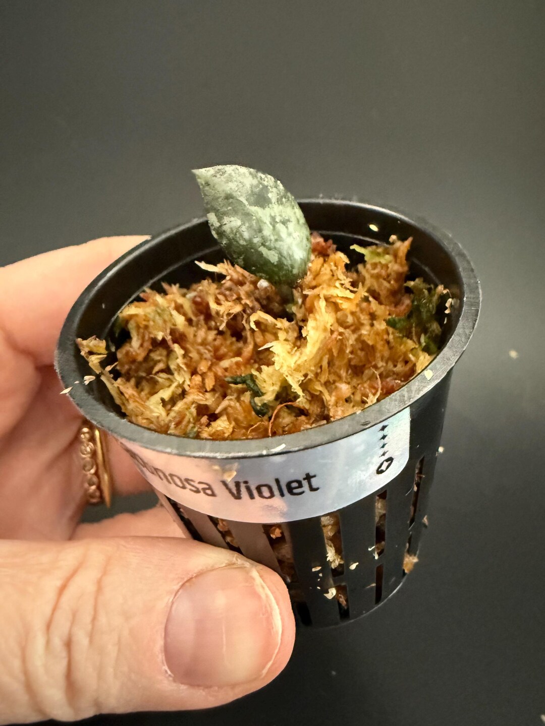 Hoya Lacunosa Violet Rare Lightly Rooting Plant With Active New Growth ...