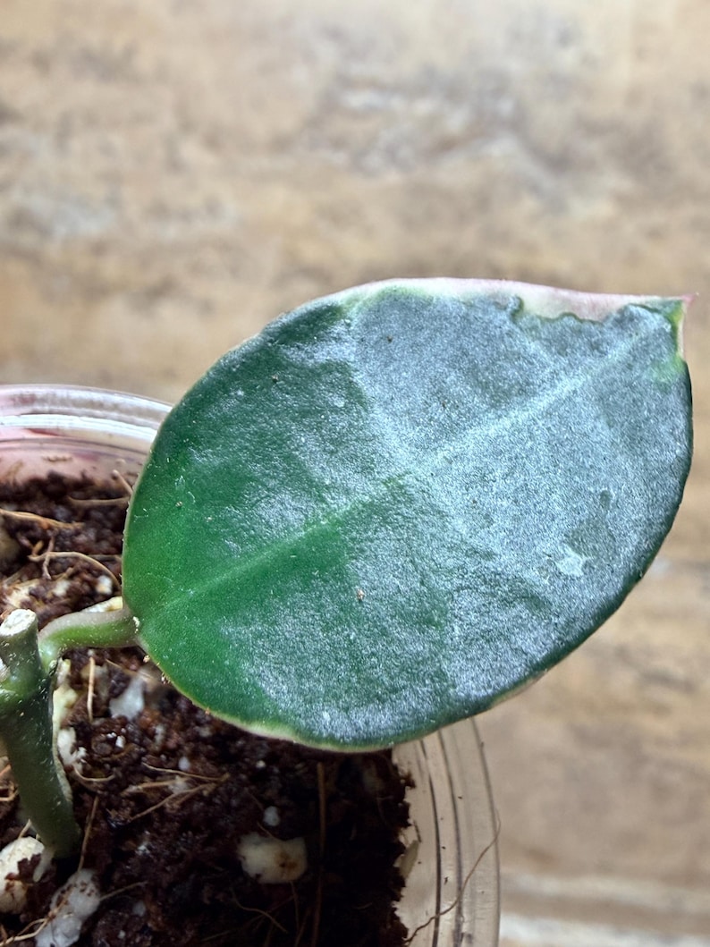 Hoya Lacunosa Asamii Clone II Live Houseplant | Rooted Indoor Plant ...