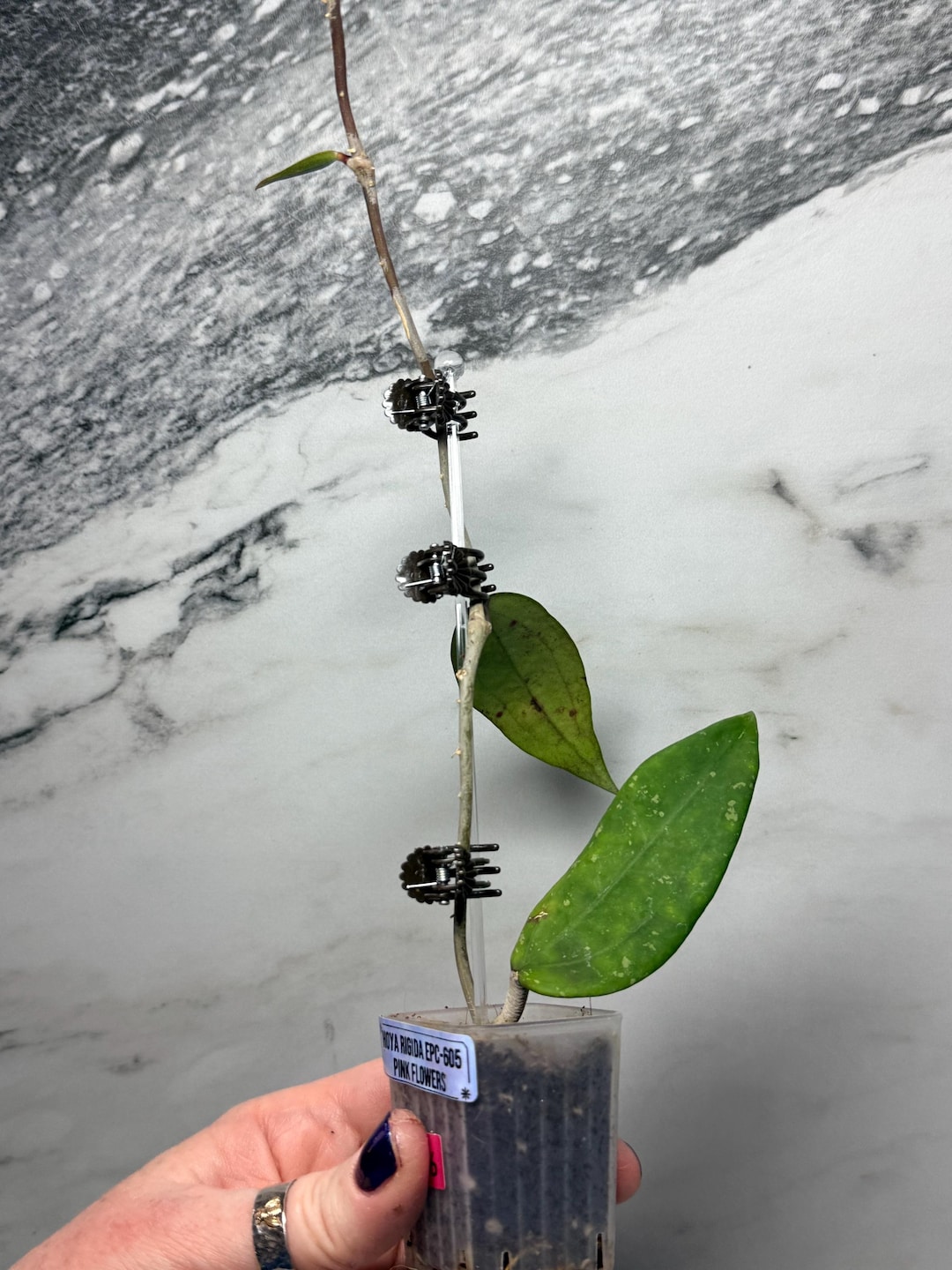 Hoya Rigida EPC-605 Pink Flowers | Rooted Live Plant | Rare Collector ...