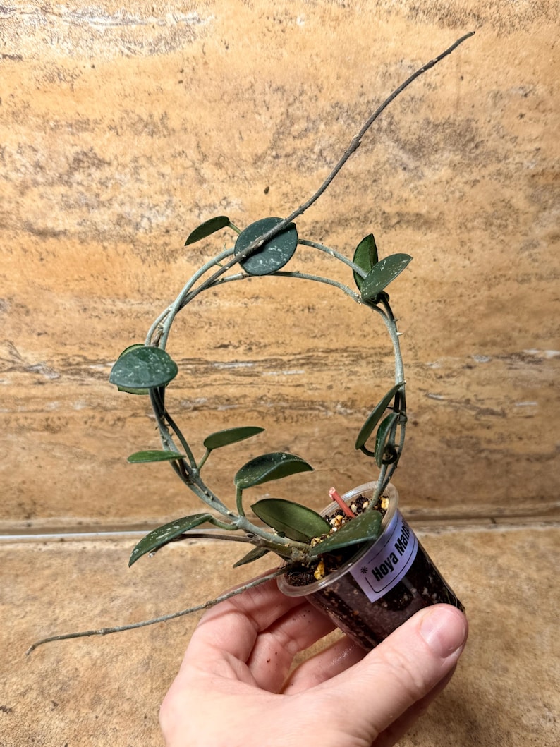 Hoya Mathilde Light Splash With Peduncle | Rooted Live Houseplant ...
