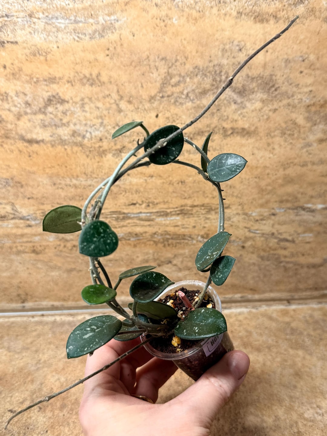 Hoya Mathilde Light Splash With Peduncle | Rooted Live Houseplant ...
