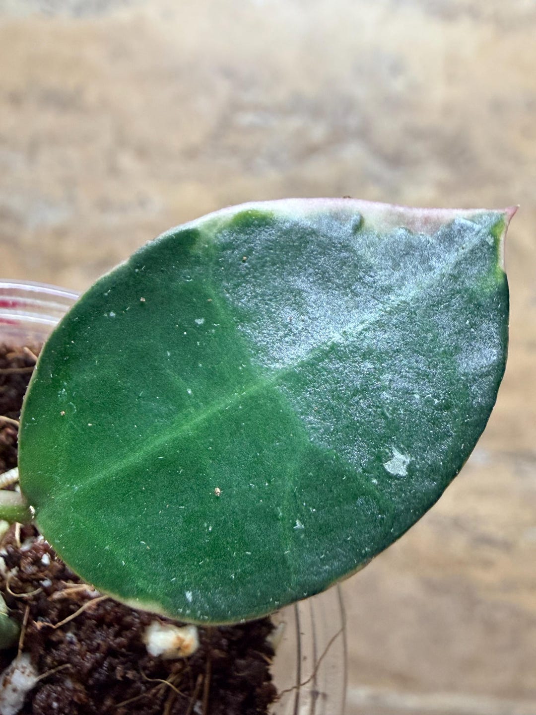 Hoya Lacunosa Asamii Clone II Live Houseplant | Rooted Indoor Plant ...