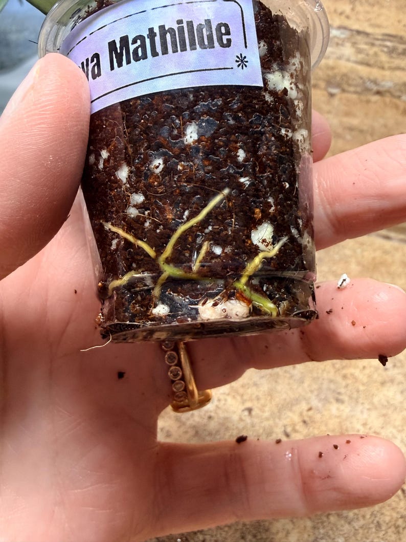 Hoya Mathilde Light Splash With Peduncle | Rooted Live Houseplant ...